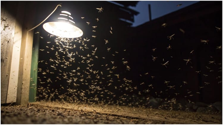 Get Rid Of Bugs Around Light:लाइट पर भिनभिनाते कीड़ों से हैं परेशान ...
