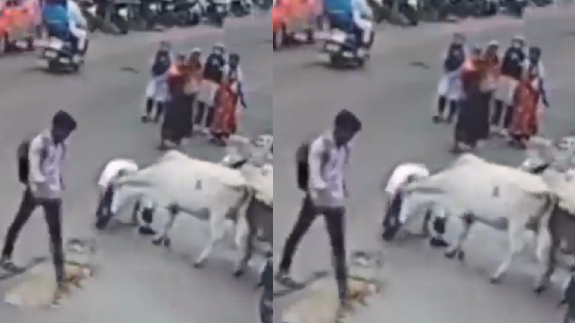 Viral Video:बुजुर्ग को सड़क पर गाय और सांड ने पटक-पटक कर मारा डाला, दिल ...