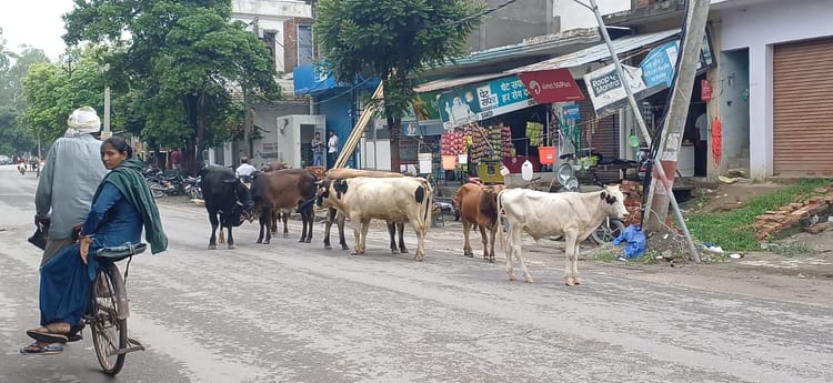 Saharanpur:सड़क पर खतरा बन गए बेसहारा बैल! नकुड़ नगर में गोवंश की भरमार ...