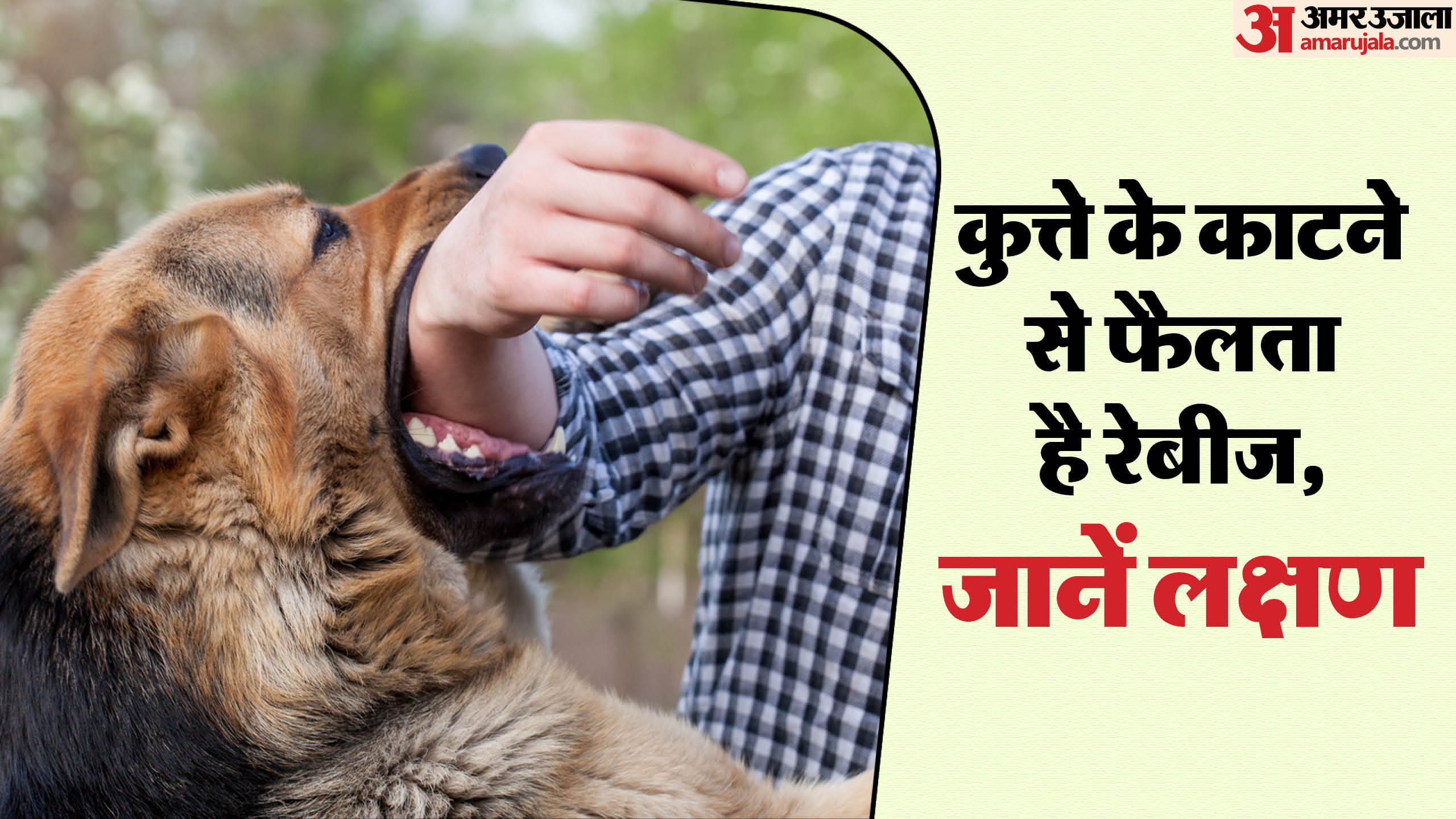 Brijesh Solanki Death:कबड्डी प्लेयर बृजेश सोलंकी की रेबीज से हुई मौत ...