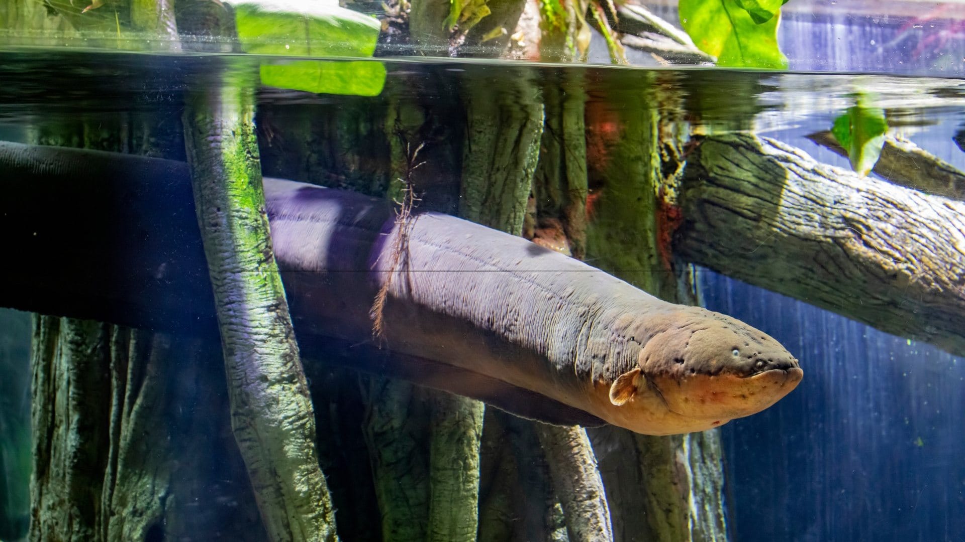 Most Expensive Fish:दुनिया की पांच सबसे महंगी मछलियां, कीमत जानकर उड़ ...