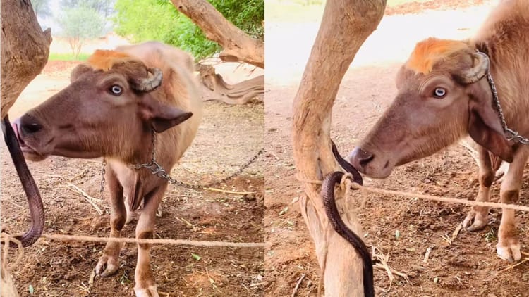 Viral Video:सांप को चारा समझकर खाने वाली थी भैंस, तभी हुआ कुछ ऐसा कि ...