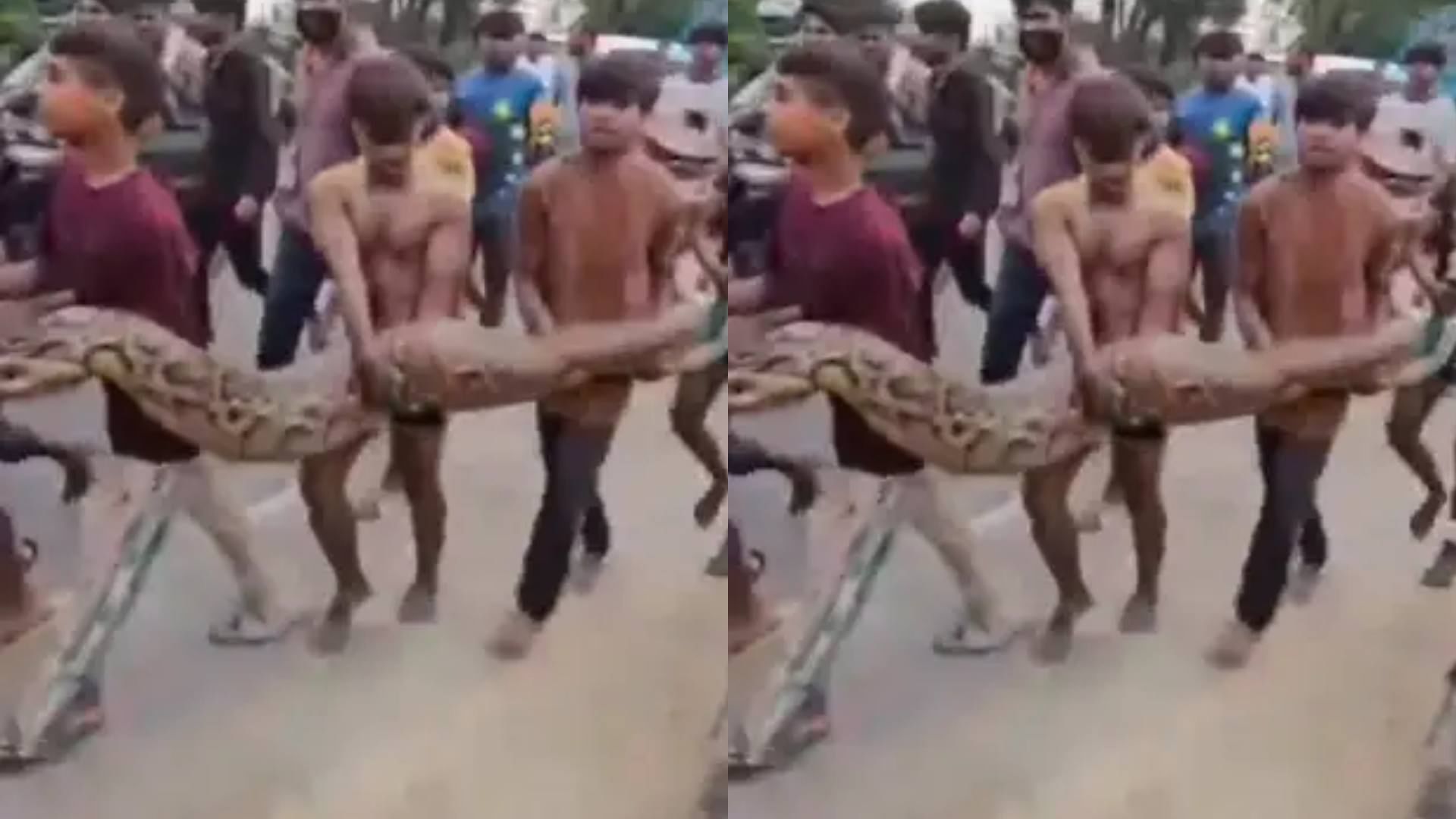 Children Caught A 15 Feet Long Python In Their Hands Like A Toy People ...
