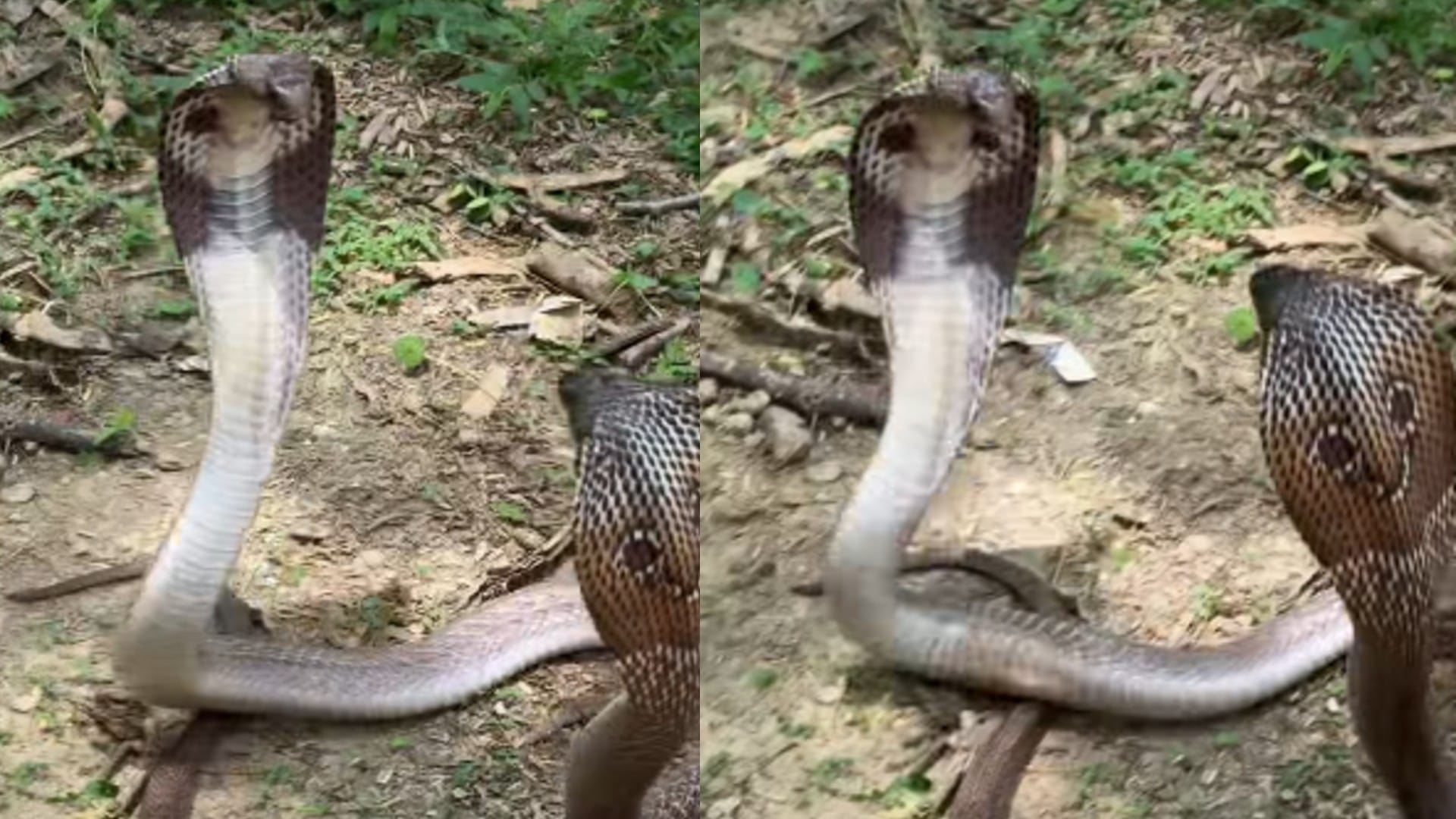 Naag Naagin Video:नाग-नागिन की लड़ाई का वीडियो हुआ वायरल, देखकर खड़े हो ...