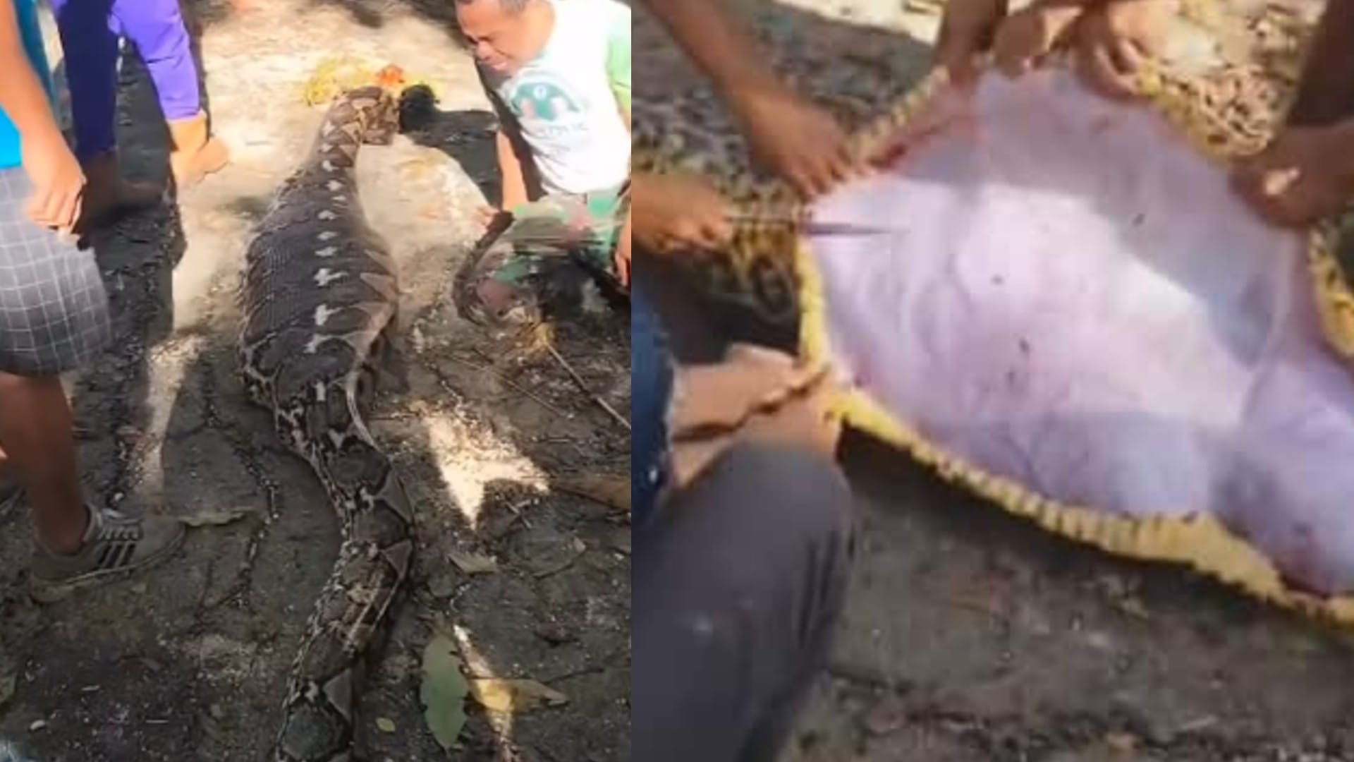 Viral Video:इंसान को जिंदा निगल गया अजगर, पेट चीरकर निकाली गई लाश, पिता ...