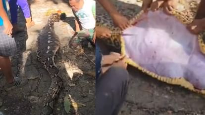 Allegedly Python Swallowed Young Man After Which The Father Started ...