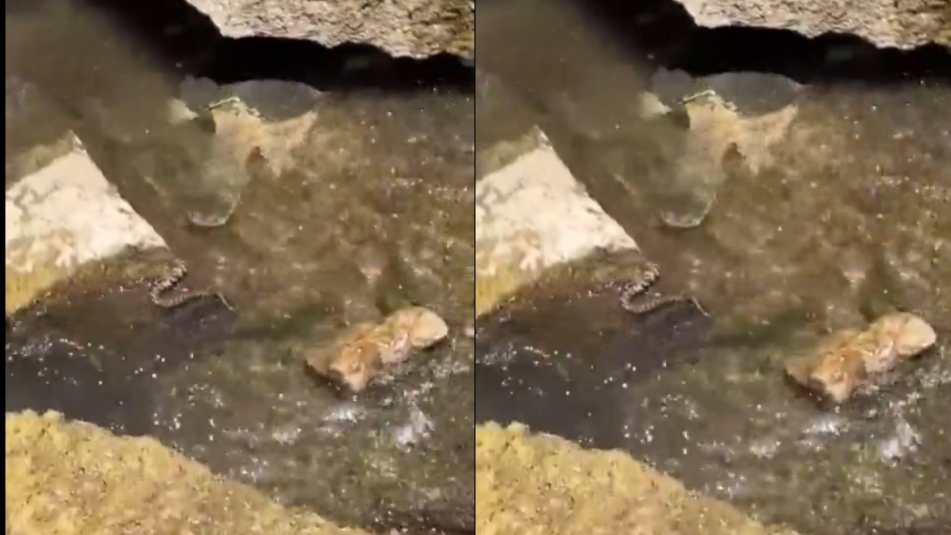 Viral Video:जिंदा सांप को खा गया कछुआ, बिजली की रफ्तार से किया हमला ...