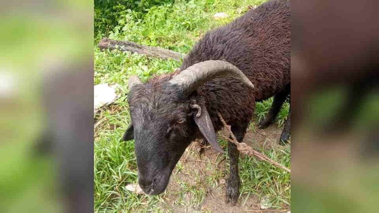 Four-horned Khadu Found In Koti Village Of Chamoli Can Lead Nanda Raj ...
