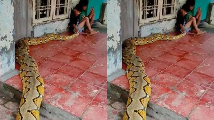 A Poisonous Python Crawled Towards The Children The Boys Were Not ...