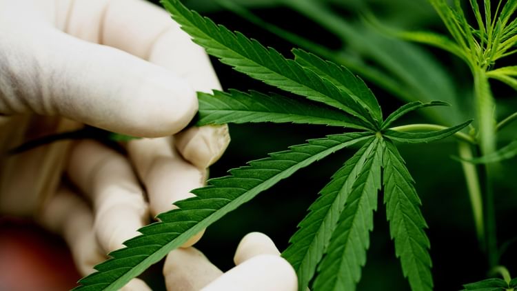 Hyderabad Drugs Trap Racket Busted Eagle Operation Deals Using ...