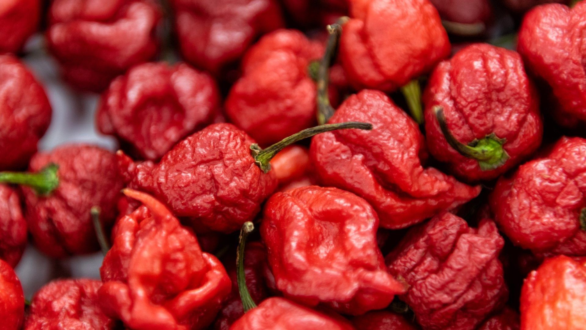 World Hottest Chilli Record Broken Guinness World Record Carolina ...