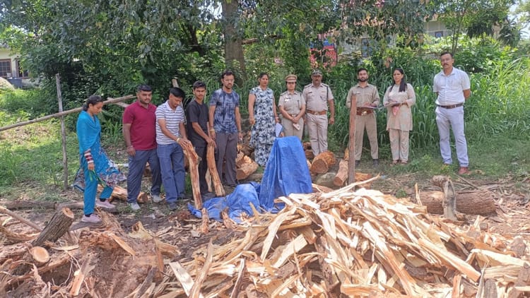Kangra:वन विभाग ने पकड़े अवैध रूप से काटे गए खैर के 300 से अधिक मोच्छे ...