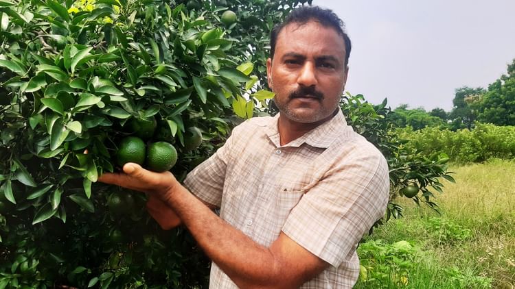 Kinnow Gardening In Varanasi 100 Kg Yield From One Tree Started In ...