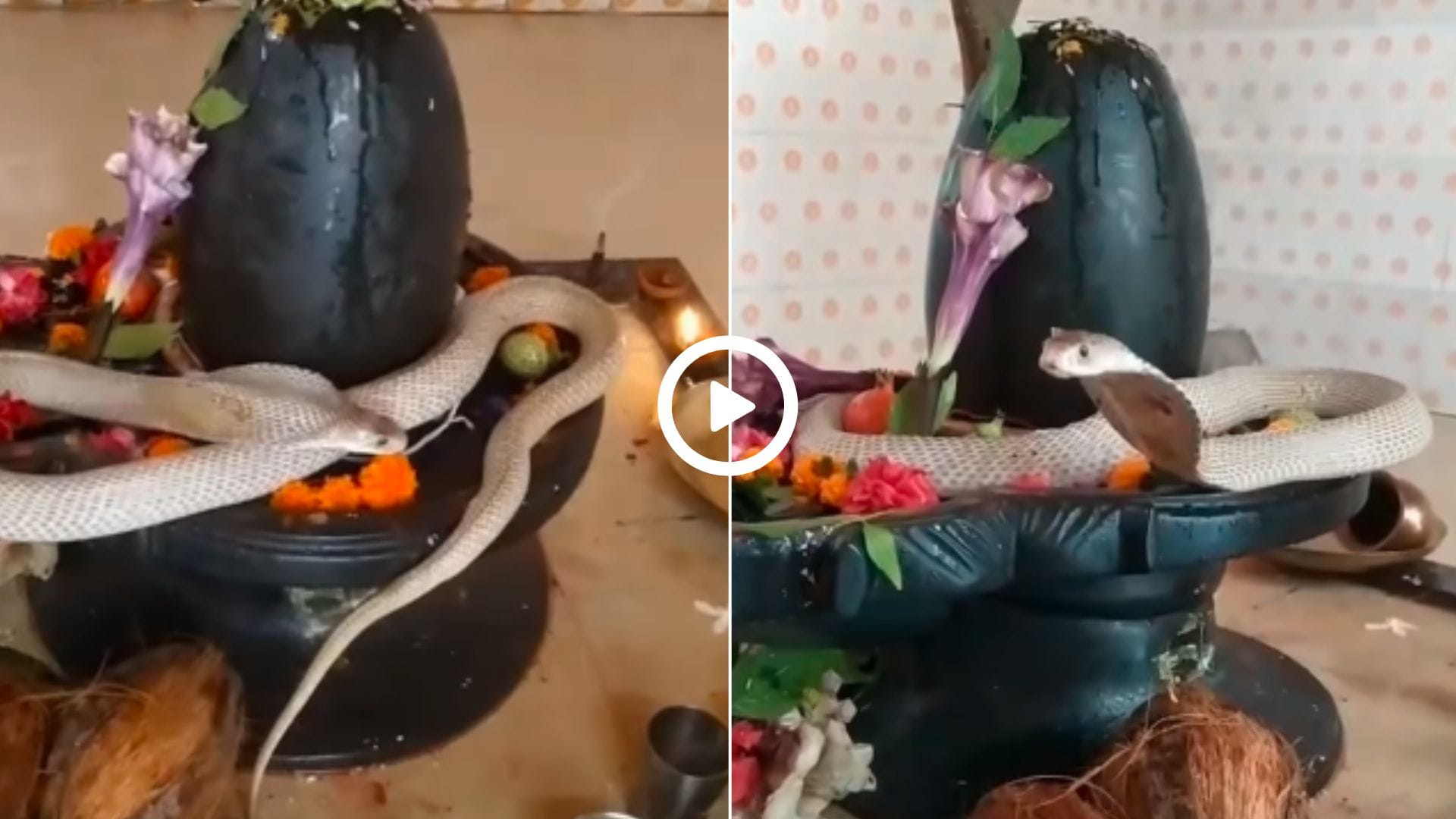 Viral Video:मंदिर में शिवलिंग से लिपटकर बैठा रहा सांप, रोंगटे खड़े कर ...