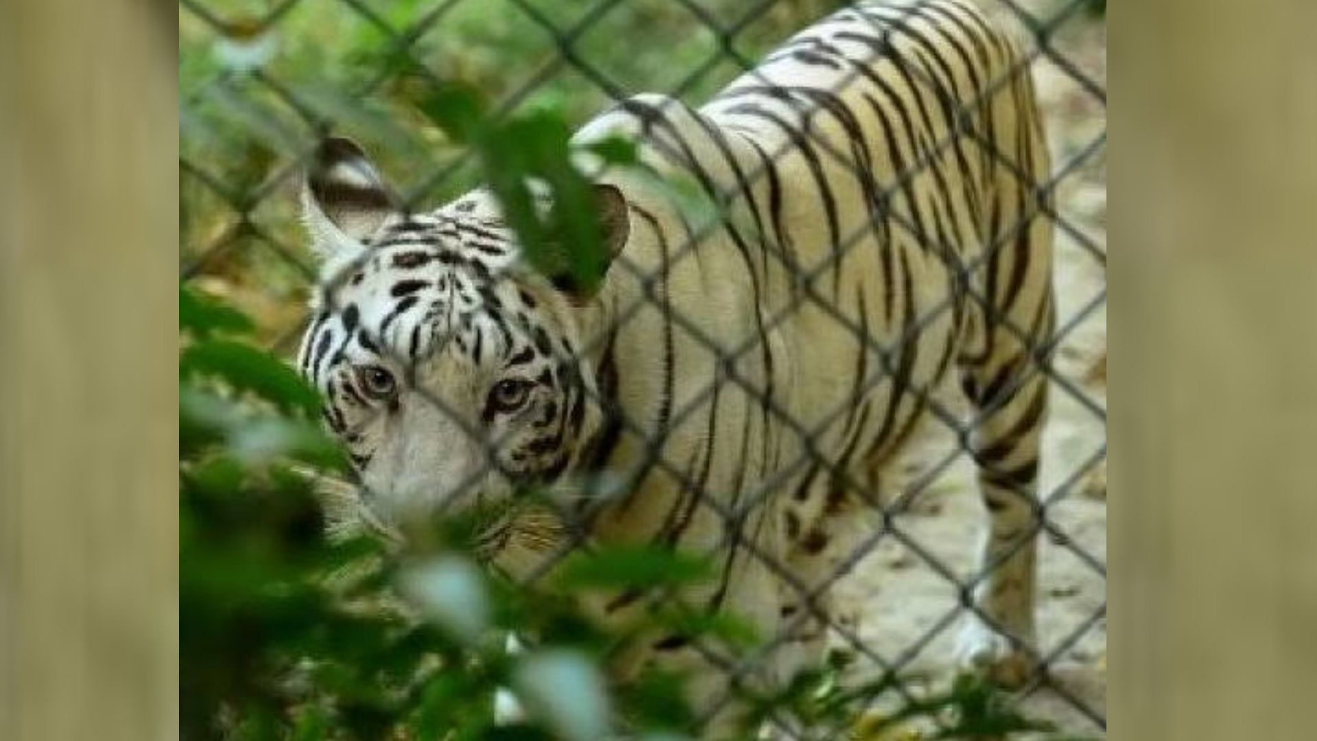 Tiger Day Today: 11 Tigers Are Protected In The Nawab Wajid Ali Shah ...