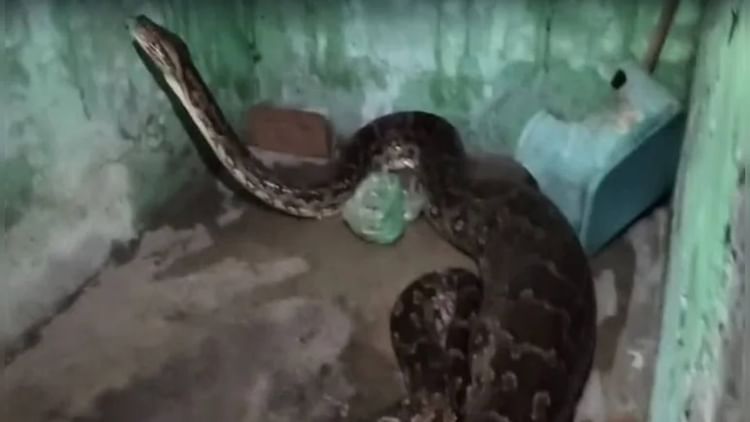 The Dog Was Sitting In Veranda Of The House Suddenly A Python Came ...