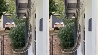 A Pair Of Snakes Were Seen Wrapped Together On The Roof Of The House ...