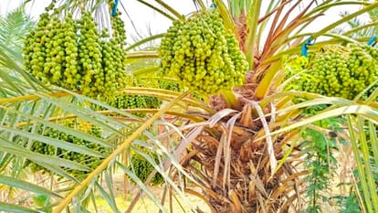 Jaisalmer News:मरुस्थल में लहलहा रहे खजूर के बागान, जैसलमेर के किसान ...