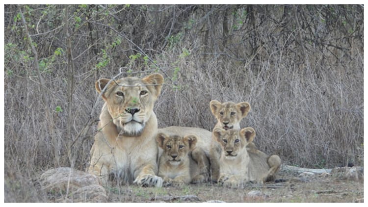 Asiatic Lion:देश में एशियाई शेरों की संख्या बढ़ी, पांच साल में 32 ...