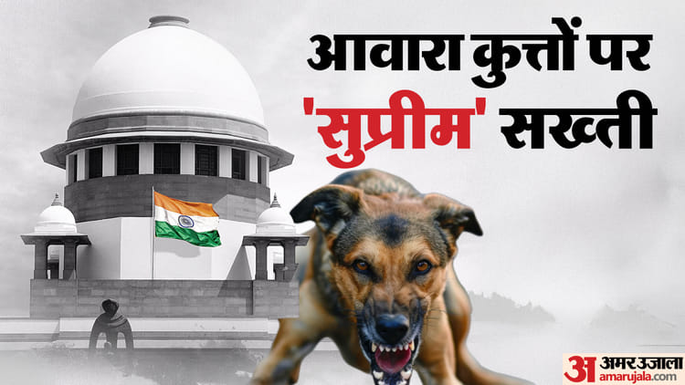 Delhi Ncr Stray Dog Menace: Supreme Court Orders Sterilised Dogs Not To ...