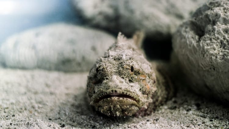 World Most Poisonous Fish:दुनिया की सबसे जहरीली मछली, जिसका एक बूंद जहर ...