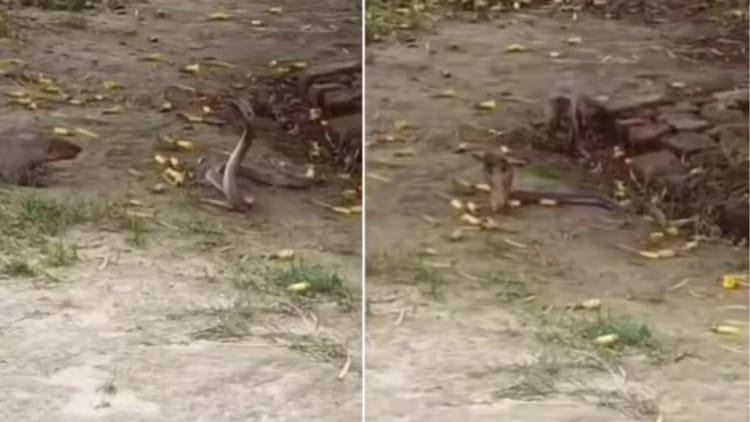 Viral Video:फन फैलाए ऐंठ कर नेवले से लड़ने बैठा था सांप, दोनों के बीच ...