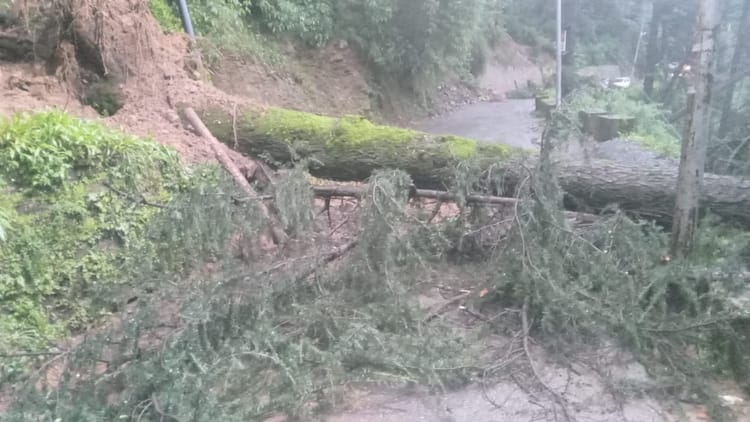 Shimla Rain:शिमला में बारिश से तबाही, 20 से ज्यादा पेड़ गिरे, जगह-जगह ...