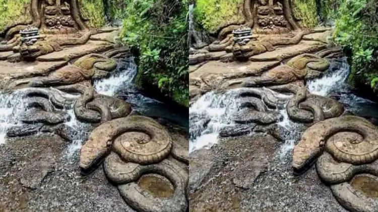 Viral Video:झरने में दिखा सांपों का झुंड, स्नेक वॉटरफॉल के नाम से है ...
