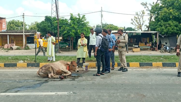Up:सड़क पर तड़प रहा था गोवंश, एसडीएम ने रुकवा लिया काफिला, फिर जो किया ...