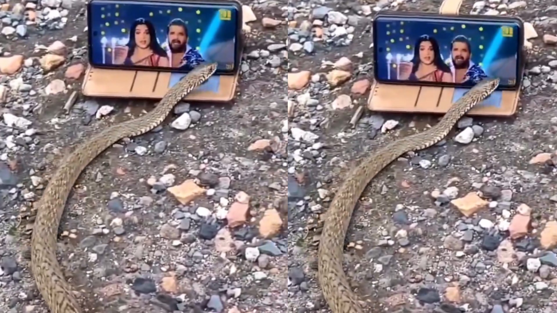 Snake Viral Video:मोबाइल पर बज रहा था खेसारी का गाना, फिर सांप ने किया ...