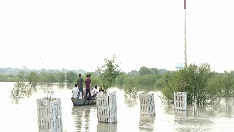 Prayagraj Flood :बाढ़ से चौतरफा घिरा बदरा गांव टापू में तब्दील, 800 ...