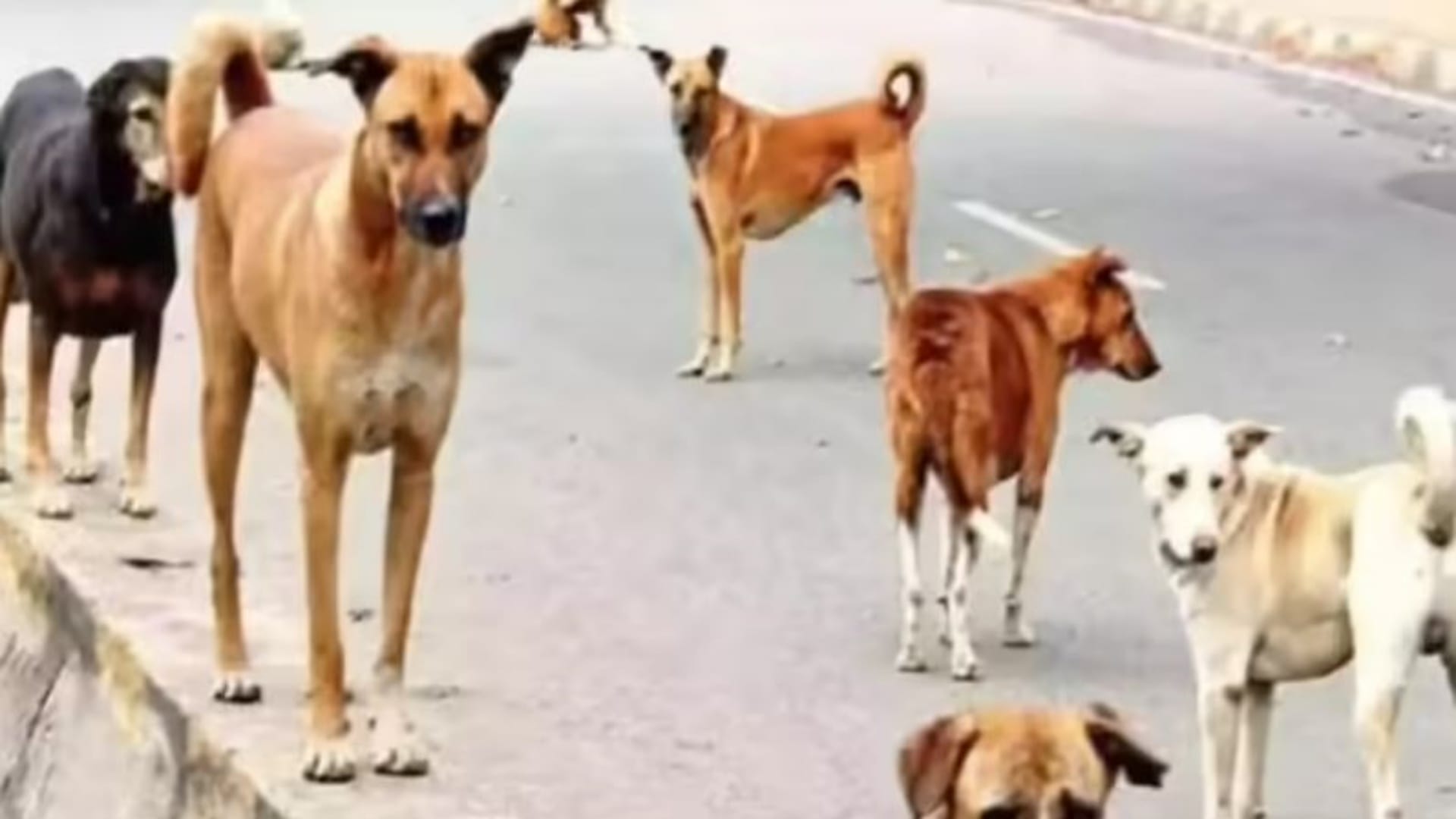 Rajasthan News: New Guidelines For Stray Dogs, Ban On Sterilization Of ...