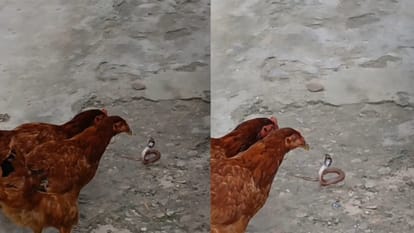 Viral Video:जब दो मुर्गियों के बीच फंस गया बेबी कोबरा, फिर जो हुआ देखकर ...