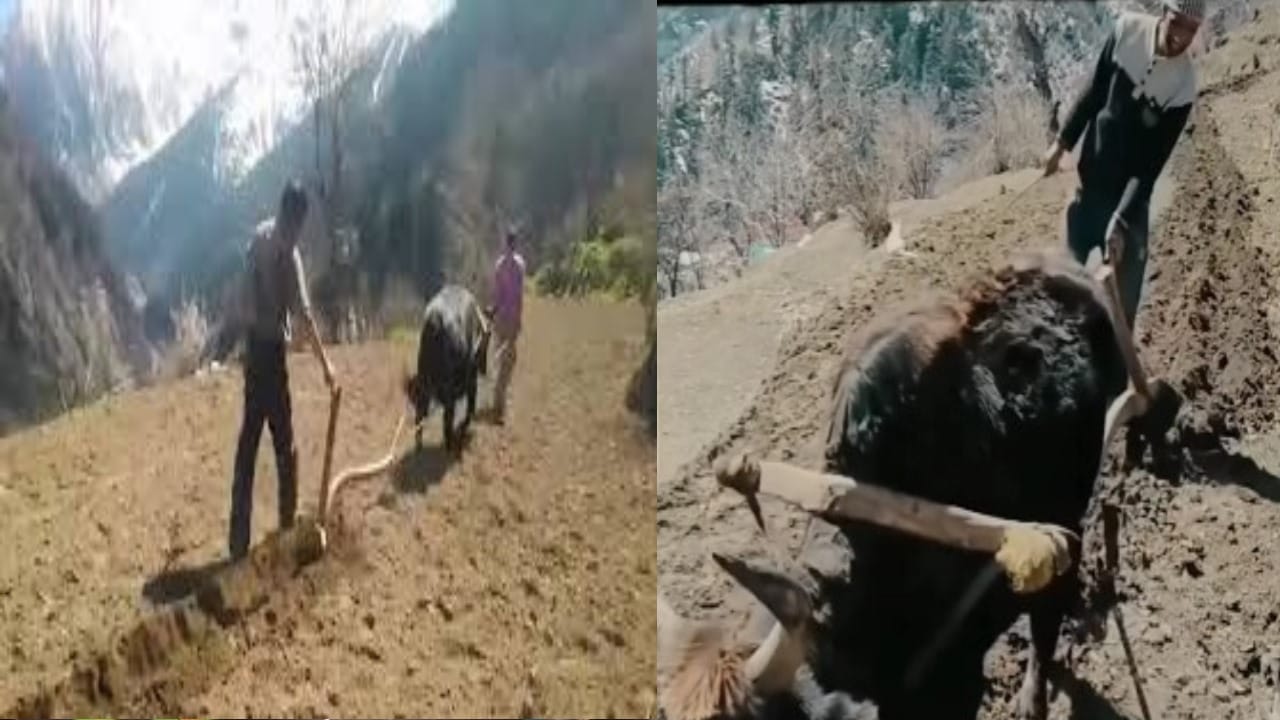 हिमाचल:इस गांव में आज भी एक ही बैल से होती है खेत की जुताई, चारपाई पर ...
