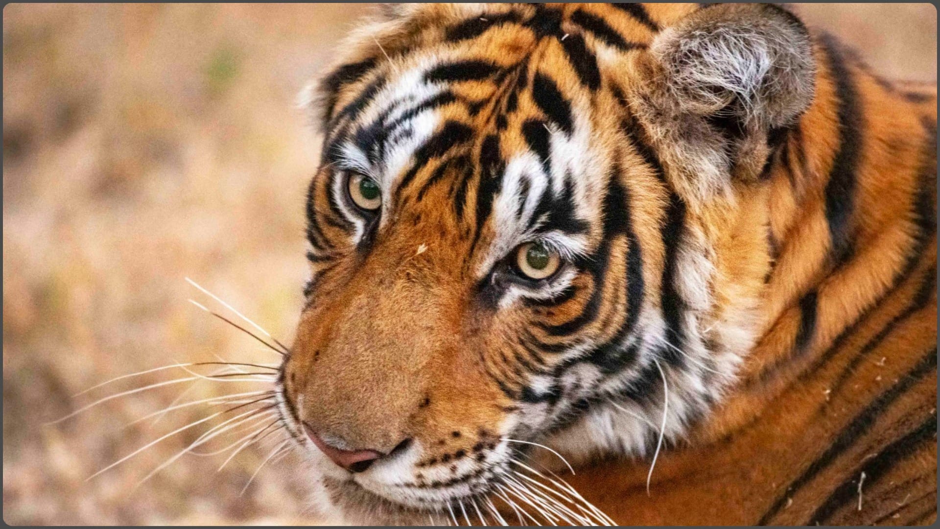 Tiger Travels 450 Km To Settle In Yedshi Ramling Ghat Sanctuary; First In Decades - Amar Ujala ...