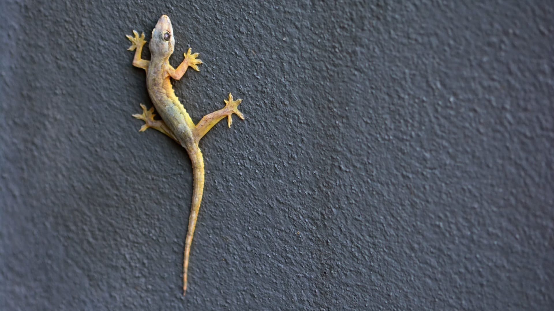 Remedies To Get Rid Of Lizards At Home Ram Ban Solutions Chipkali Kaise ...