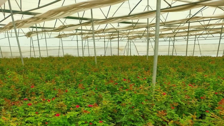 Prayagraj :बबूल के जंगल में खिलाया सुर्ख लाल गुलाब... विदेशों में बिखर ...