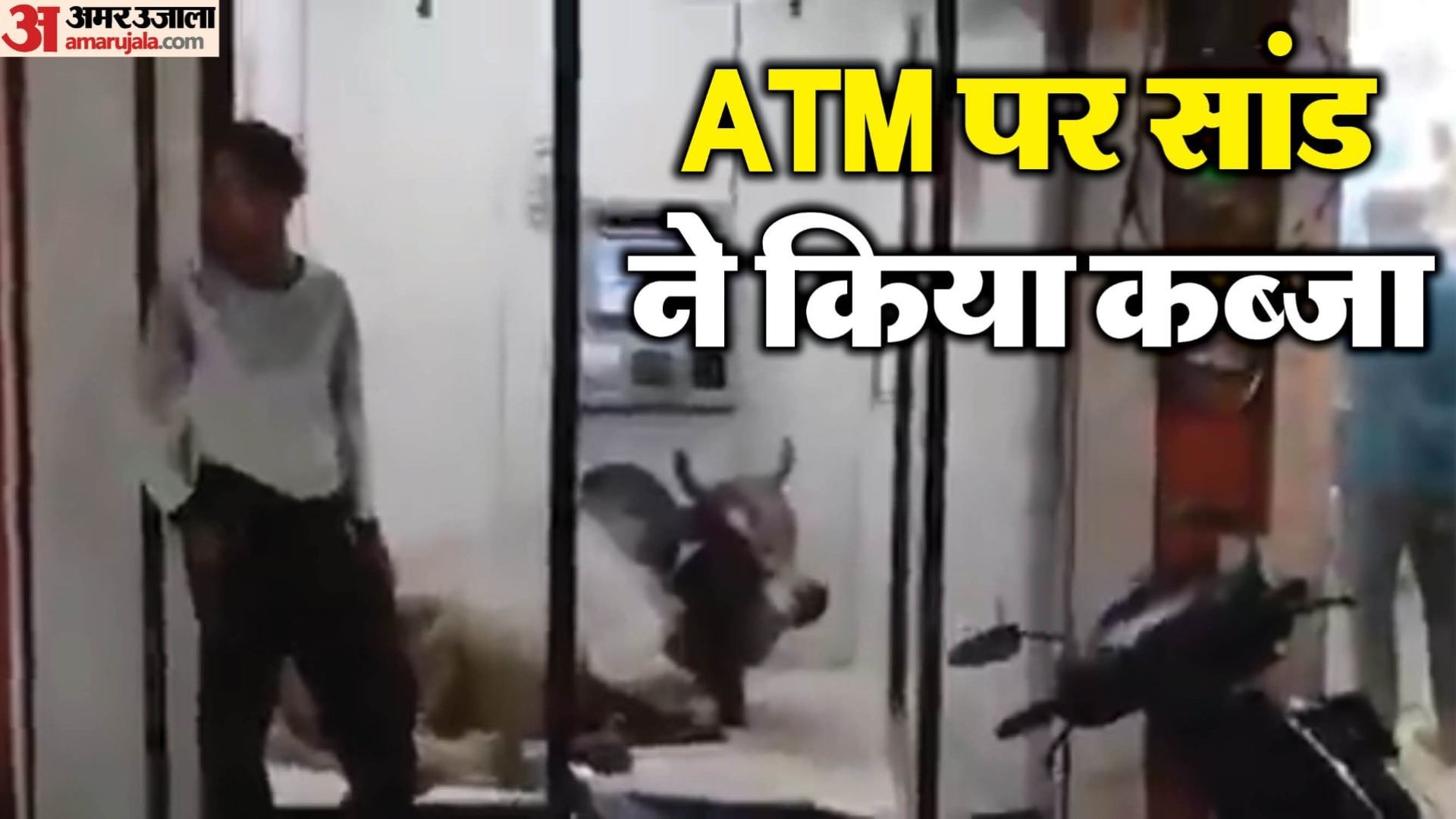 Bull Resting Inside An Atm People Standing Outside Etawah Video Goes Viral On Internet - Amar ...