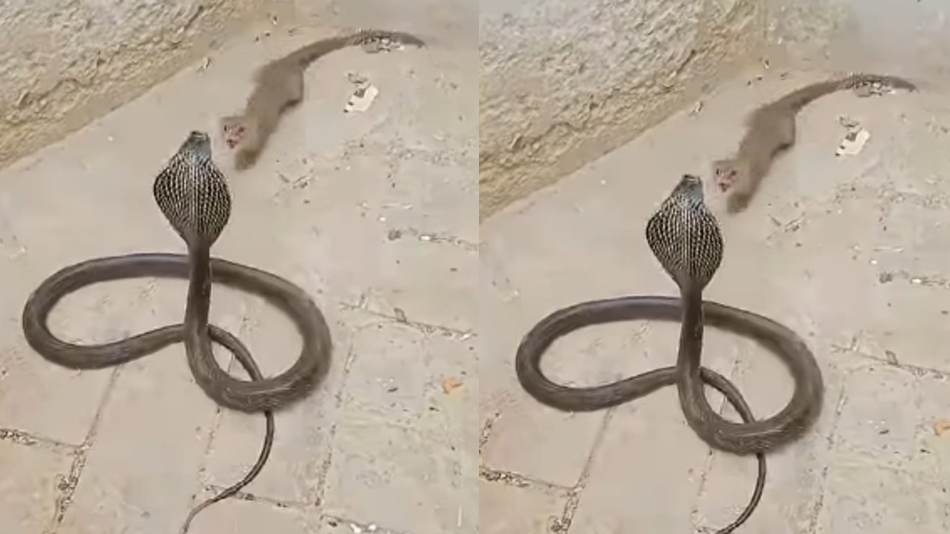 Mongoose Vs Cobra:रोंगटे खड़े कर देगा सांप और नेवले की लड़ाई का ये ...
