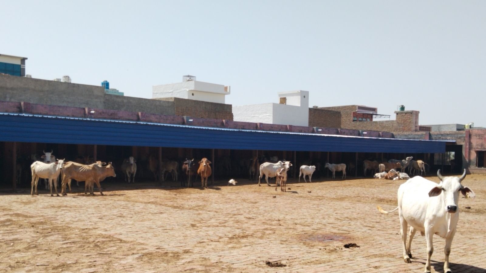 Cattle Welfare Indicator: Signs That Indicate The Internal Health Of ...