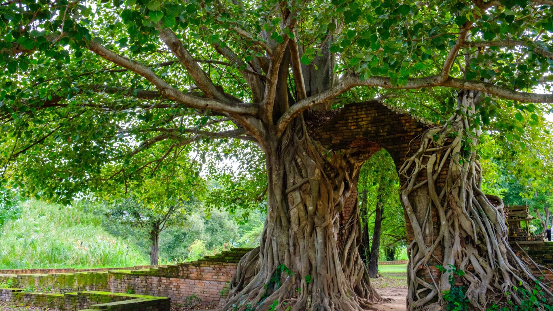 Up:मथुरा में तीर्थयात्रियों को मिलेगी बड़ी राहत, कॉरिडोर और एक्सप्रेसवे ...