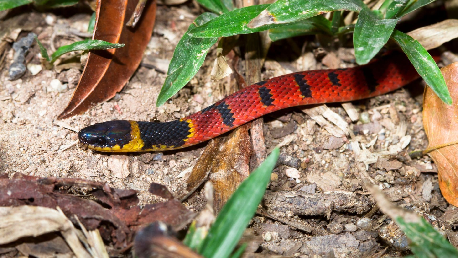 Red Snakes:खूबसूरत और खतरनाक होते हैं लाल रंग के ये 7 सांप, इनमें से एक ...