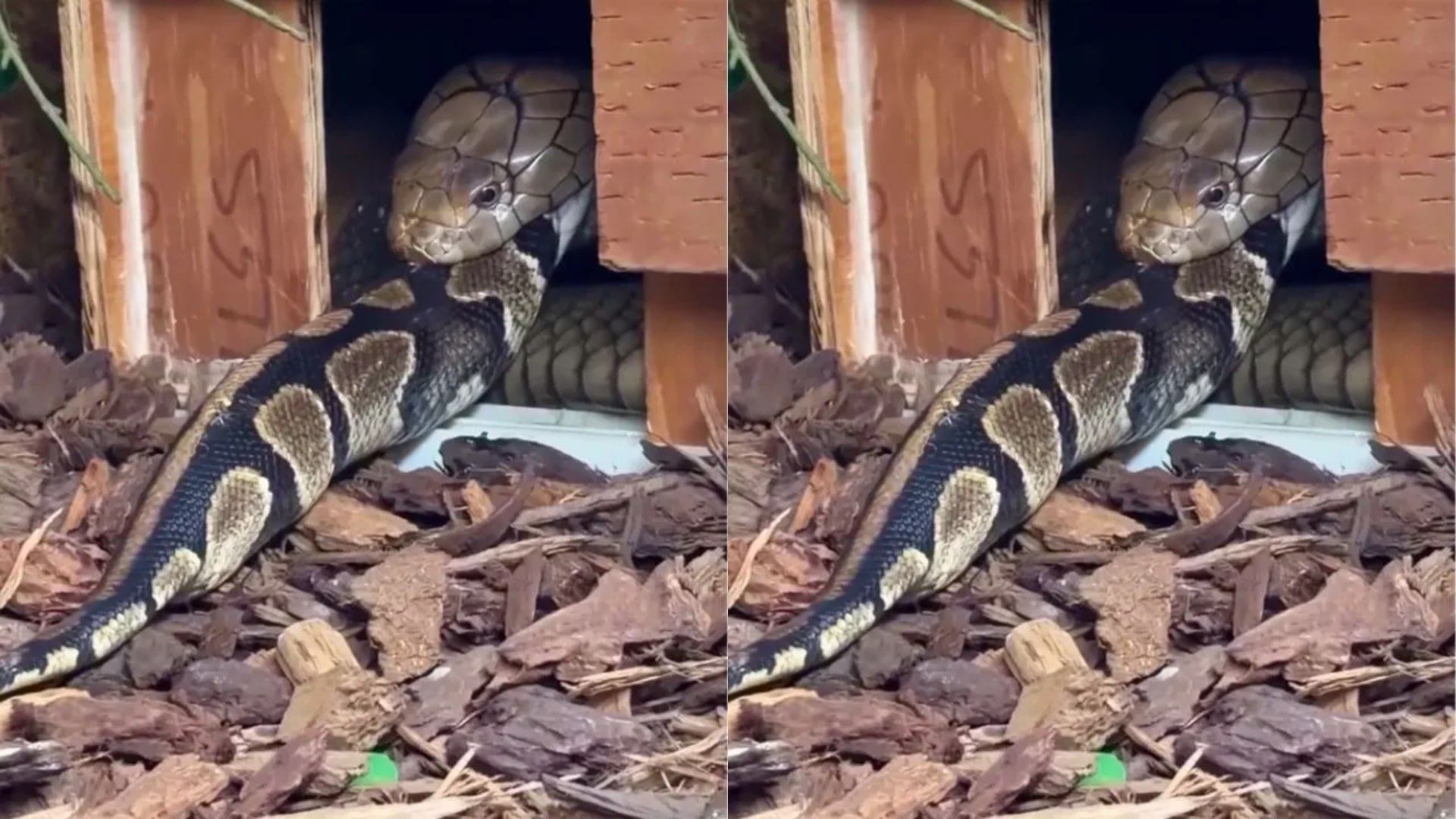 Viral Video:किंग कोबरा ने अजगर को कच्चा ही गटक लिया, मंजर देख लोगों की फटी रह गई आंखें, वीडियो ...