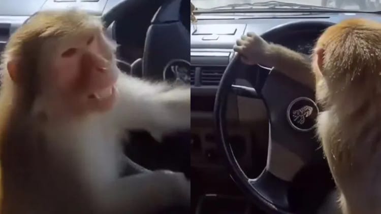 Viral Video:बंदर ने सड़क पर चलाई कार, पलभर में इंटरनेट पर मचा हड़कंप ...