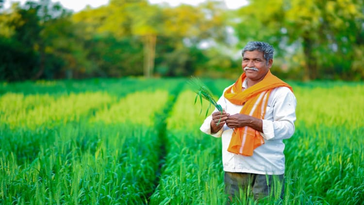 Cg:धान खरीदी पंजीयन की तिथि बढ़ी, अब 30 नवंबर तक किसान करा सकेंगे रजिस्ट्रेशन; पोर्टल पर सभी ...