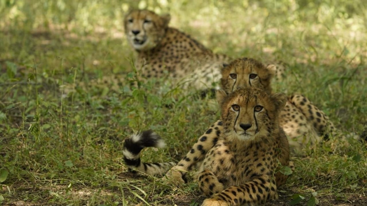 Project Cheetah:भारत में फिर से बसी चीतों की आबादी, पीएम मोदी ने कहा ...