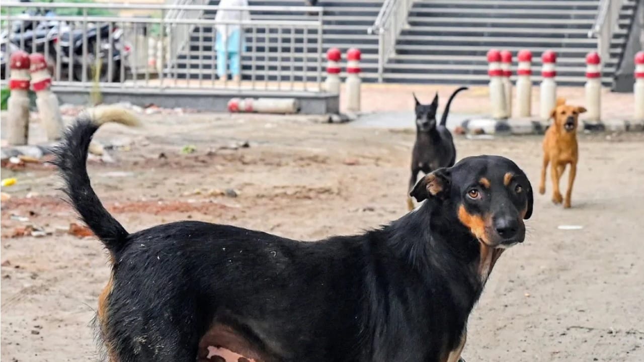 Shimla:कुत्ता उठा लाया नवजात का शव, नोचते देख लोगों ने छुड़ाया, जानिए ...