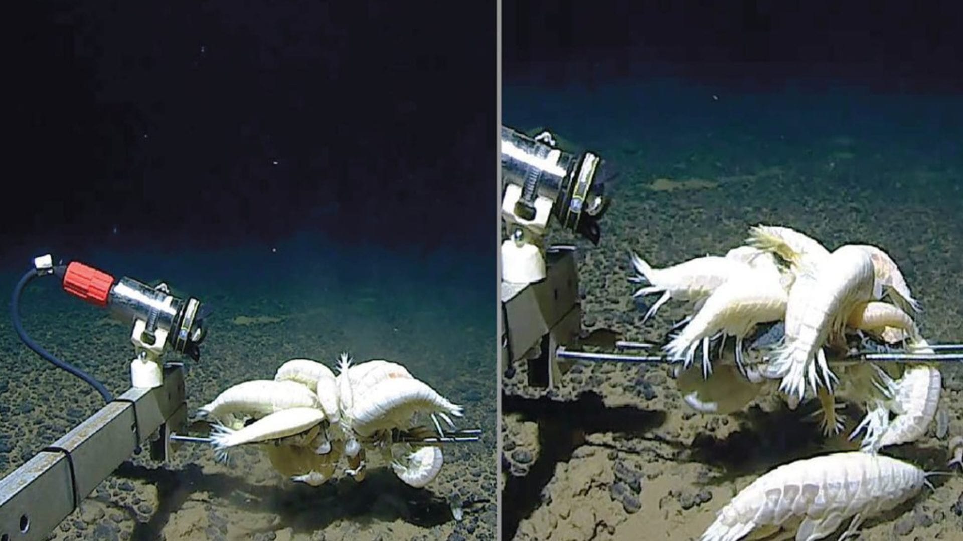 Science:क्या समुद्र में रहते हैं एलियन? वैज्ञानिकों ने हजारों फीट नीचे ...