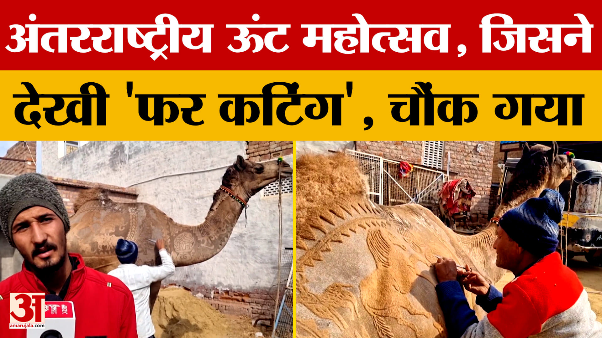 Bikaner:अंतरराष्ट्रीय ऊंट महोत्सव का बीकानेर में आयोजन, उंटों पर 'फर ...