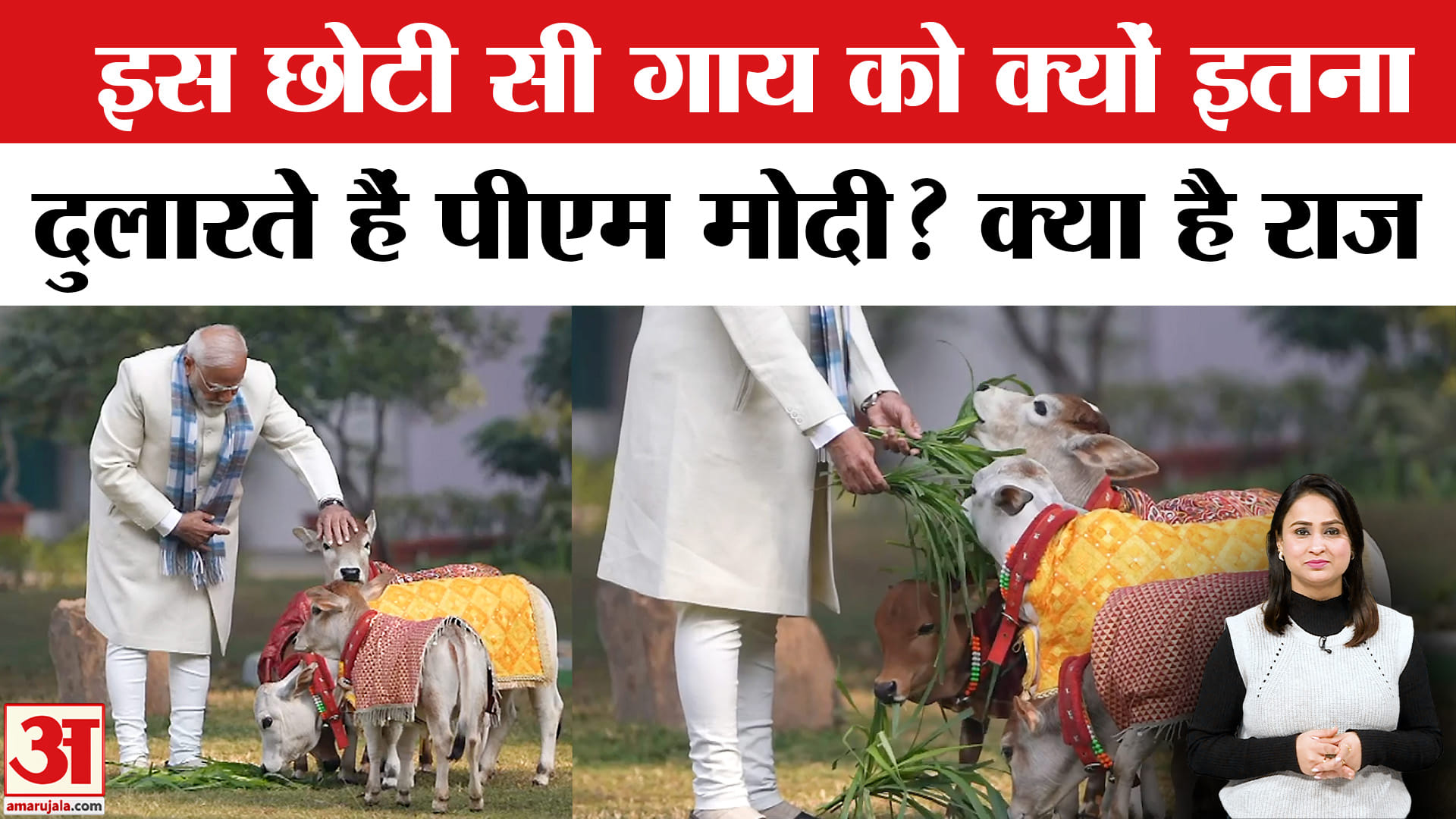 Pm Modi Cow Video:क्या आपको पता है दुनिया की सबसे छोटी गाय का सबसे बड़ा ...